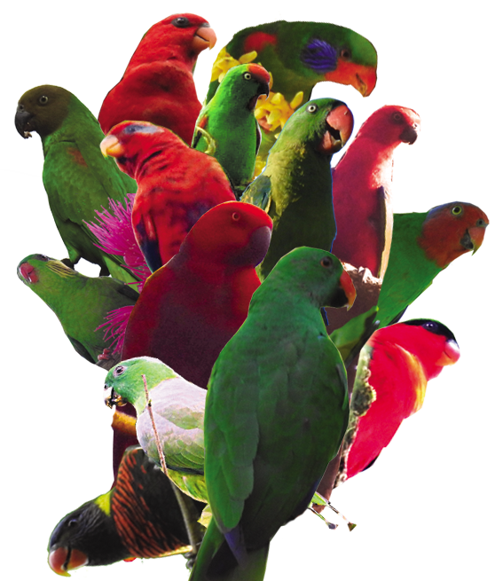 konservasi-kakatua-indonesia